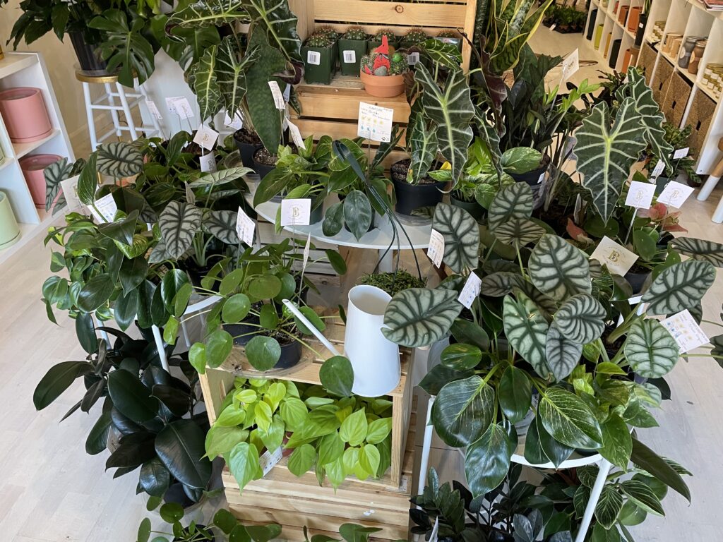 The Botanical Bar encouraging self-care through houseplants