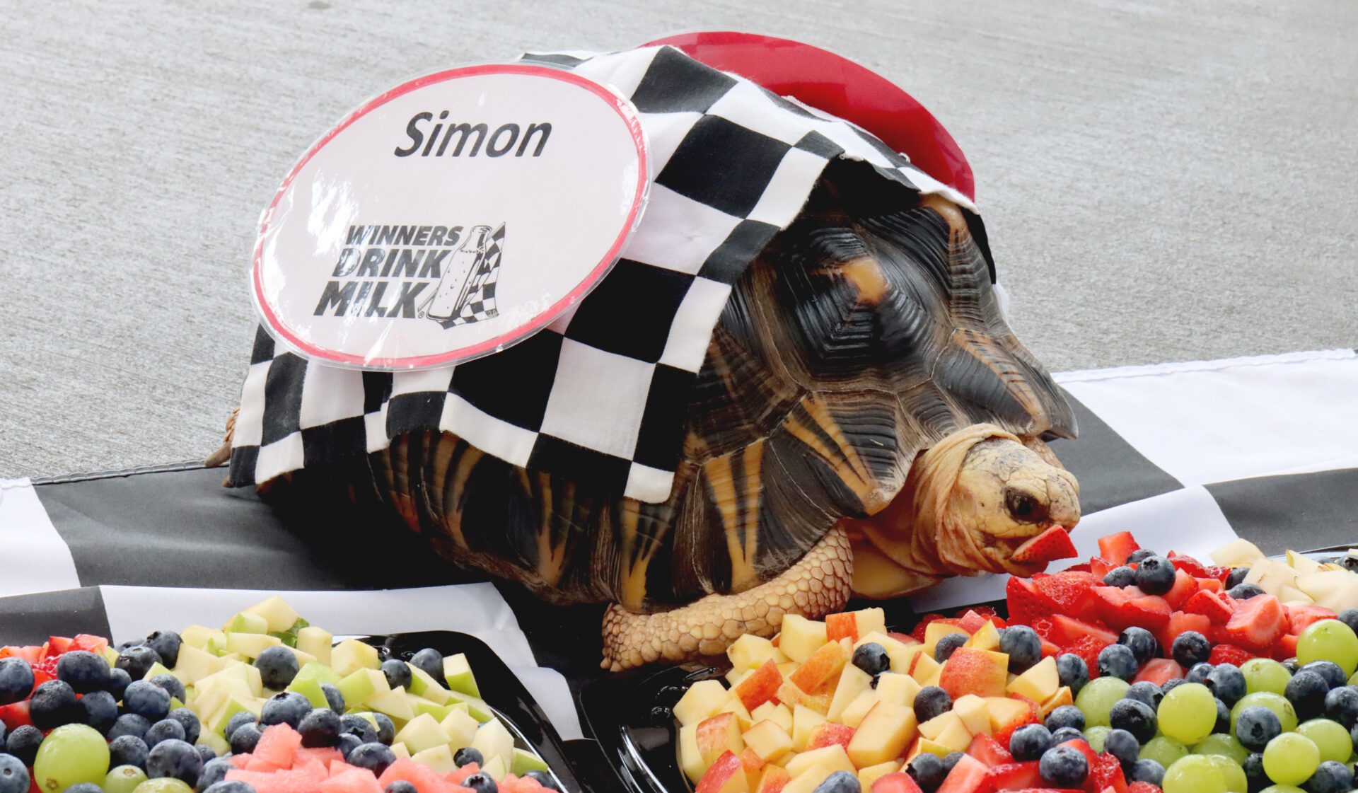 Tortoises, start your engines for the Zoopolis 500