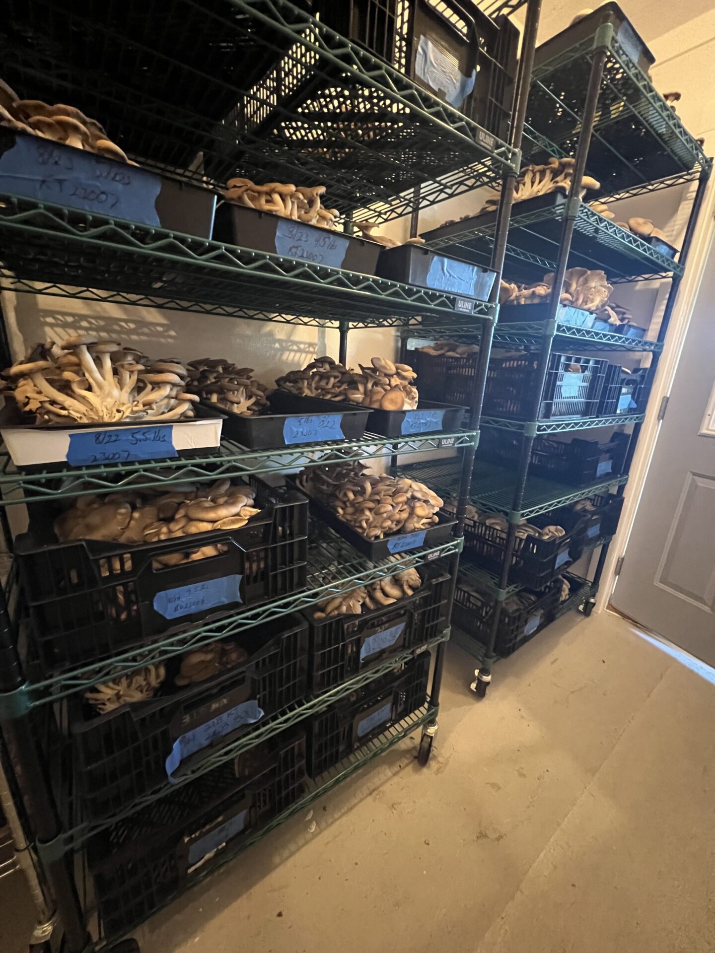 Westfield couple grows mushrooms in upcycled shipping container ...