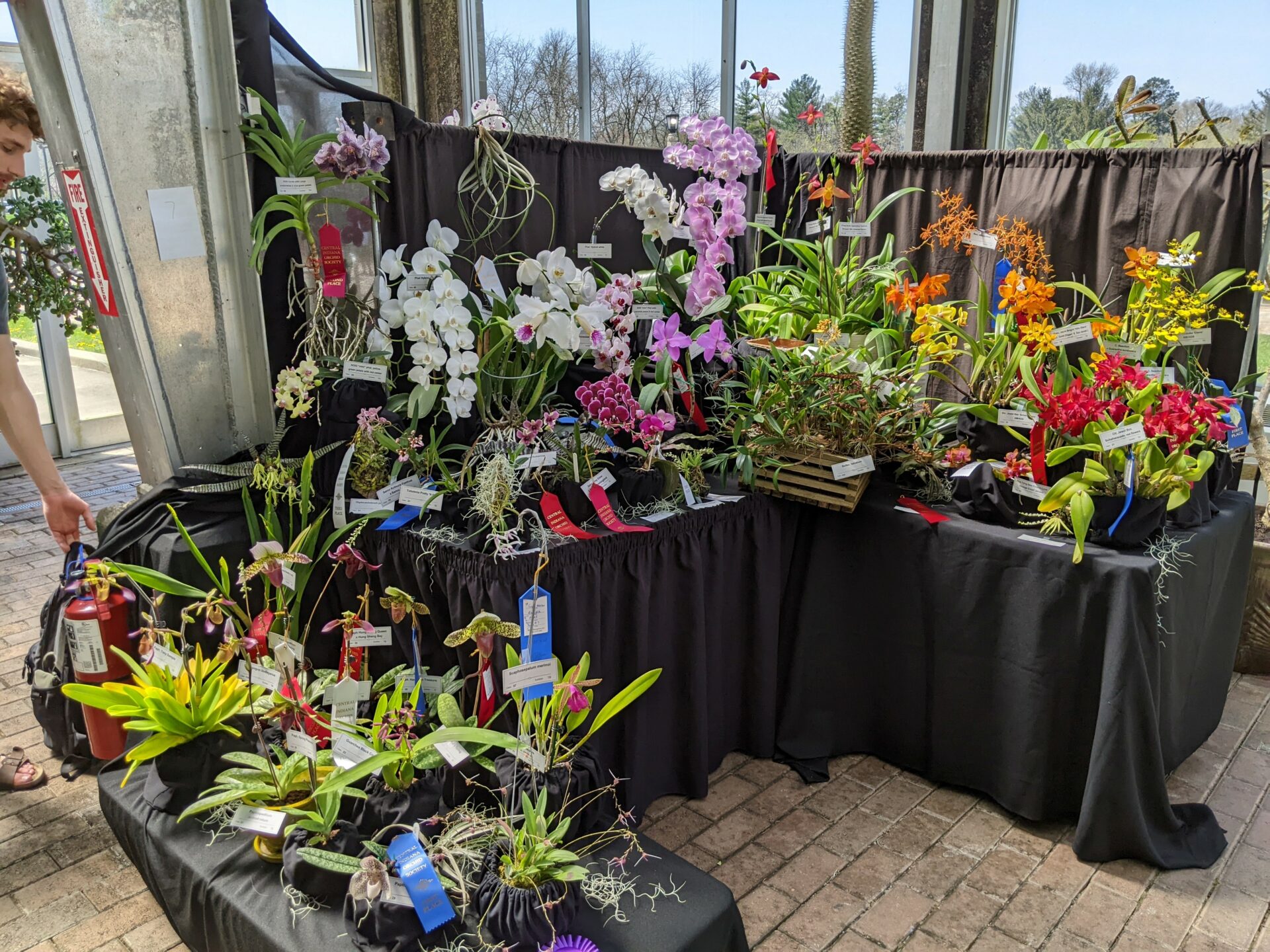 Central Indiana Orchid Society’s annual spring show blooms in the ...