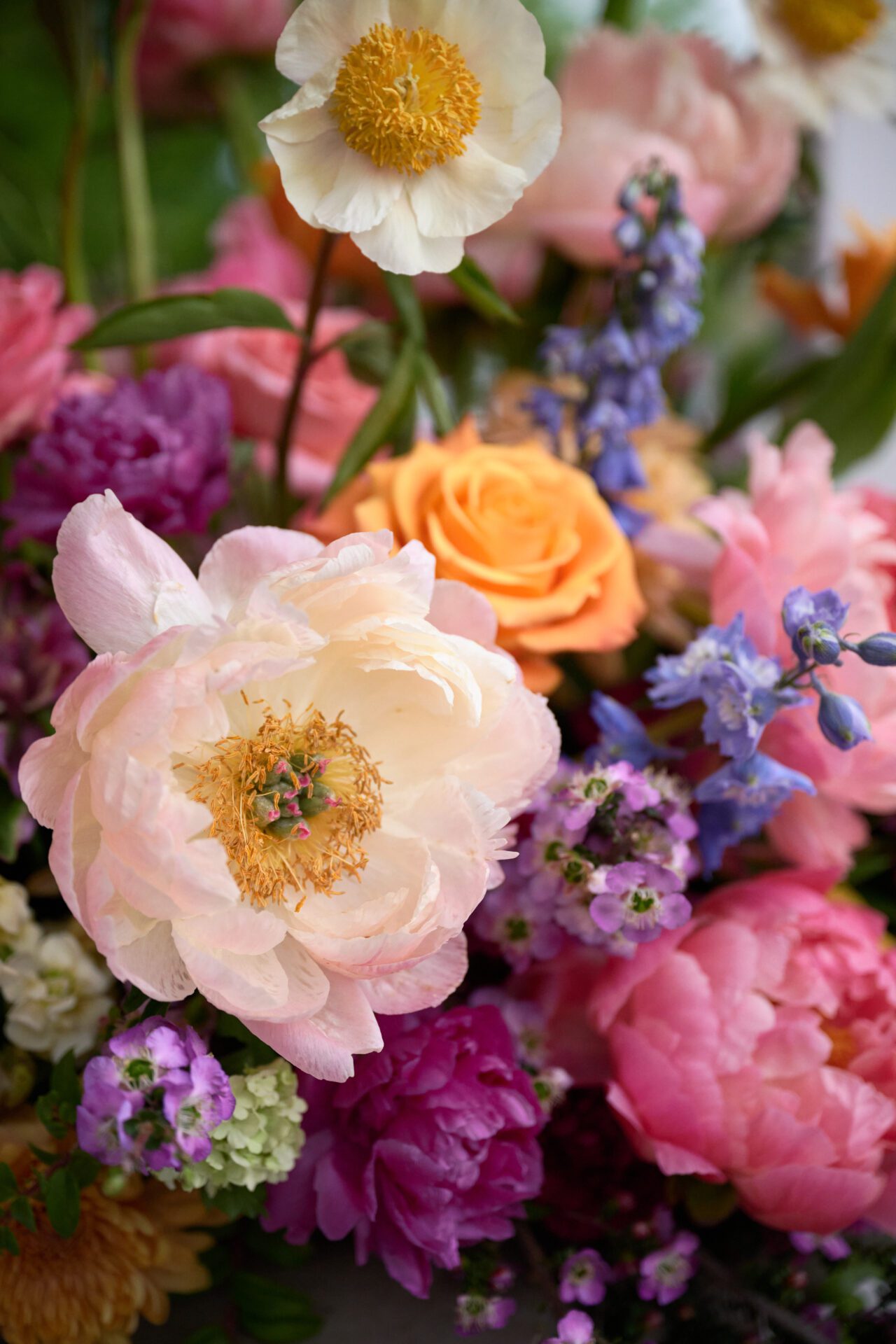 Indiana’s state flower blossoms at the Peony Festival - Indianapolis ...