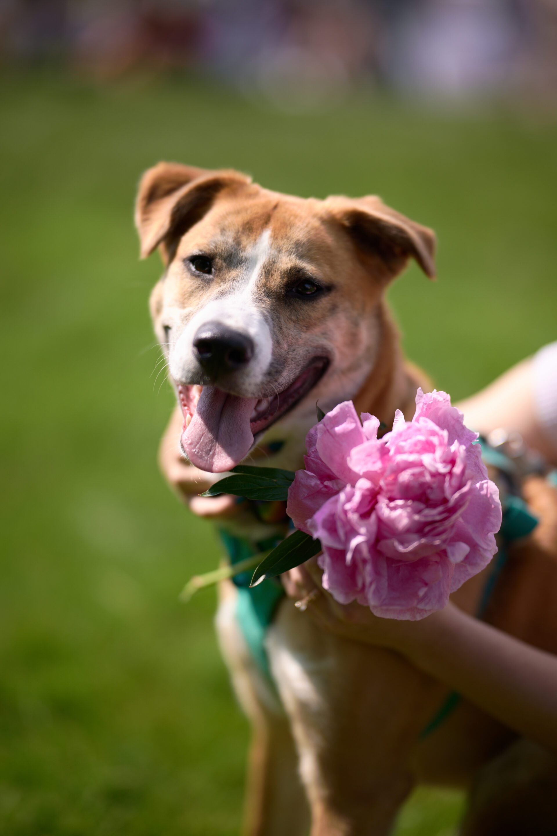 Indiana’s state flower blossoms at the Peony Festival - Indianapolis Recorder