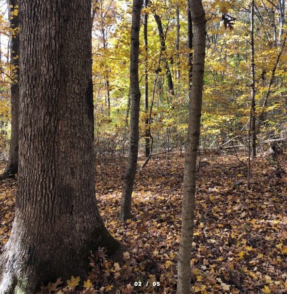 Braun urges forest service to reconsider Indiana logging project ...